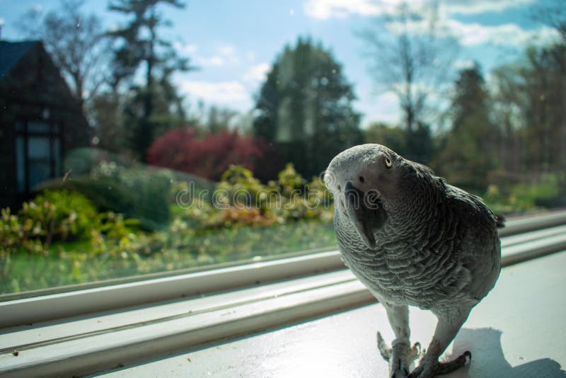 An African Grey Parrot Next To a Large Window Looking Curiously at the ...