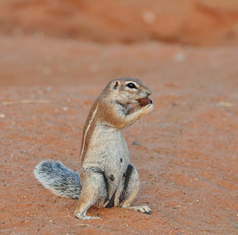 African Ground Squirrel stock image. Image of ground - 16610553