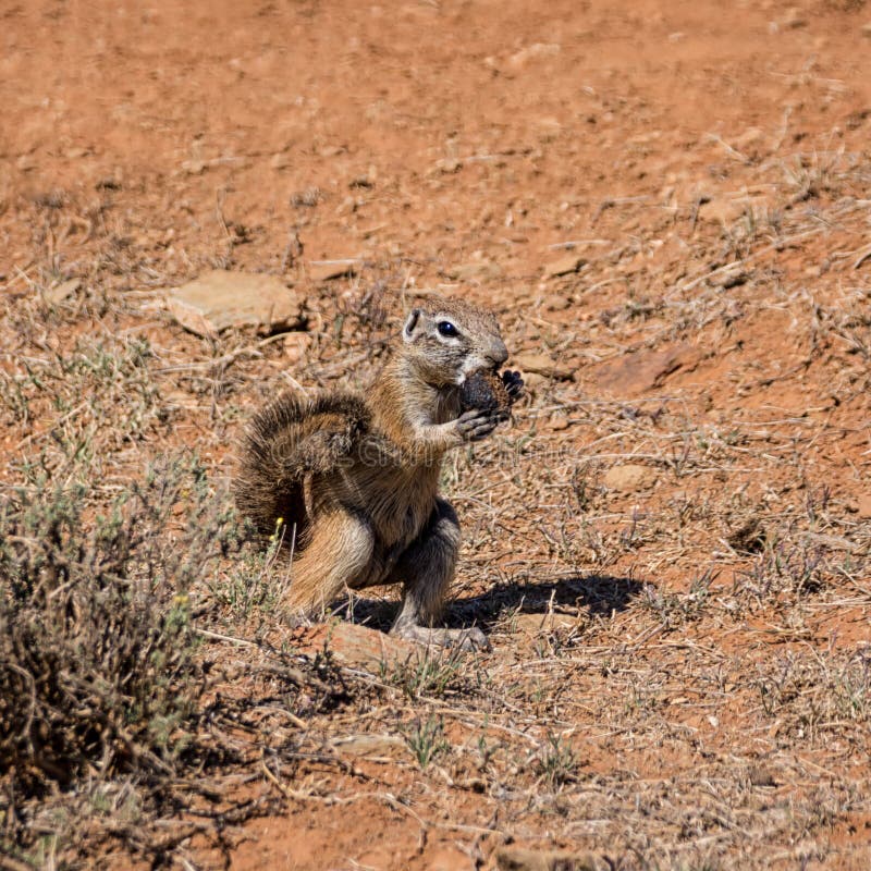 African Ground Squirrel stock photo. Image of arid, savanna - 108709882