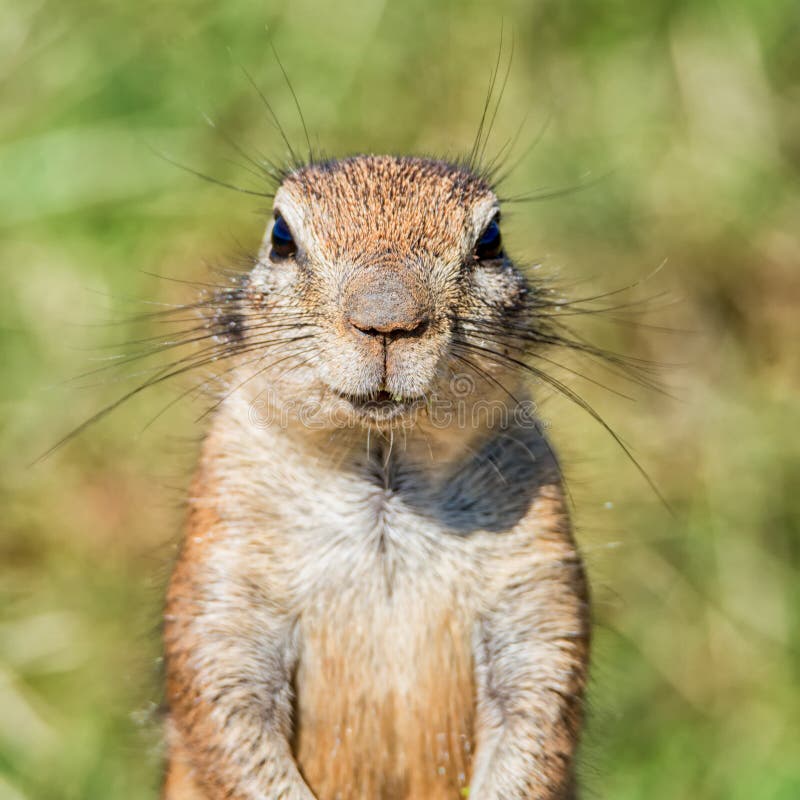 African Ground Squirrel stock image. Image of africa - 91497135