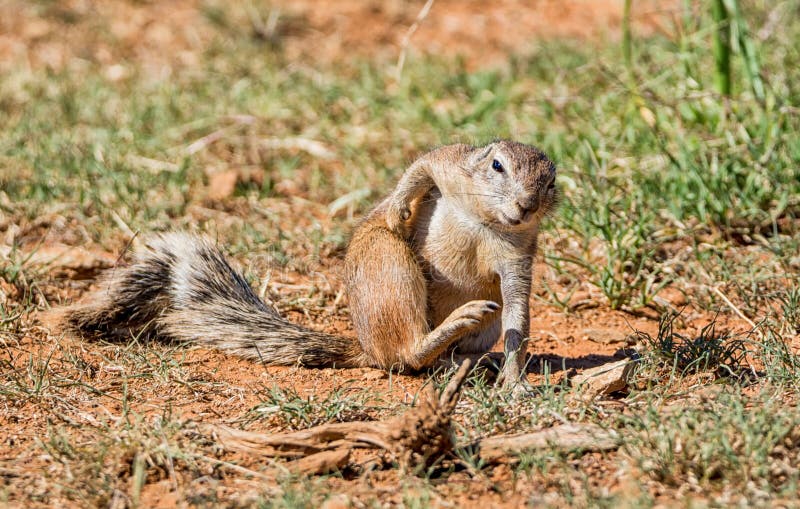 African Ground Squirrel stock photo. Image of portrait - 91497164