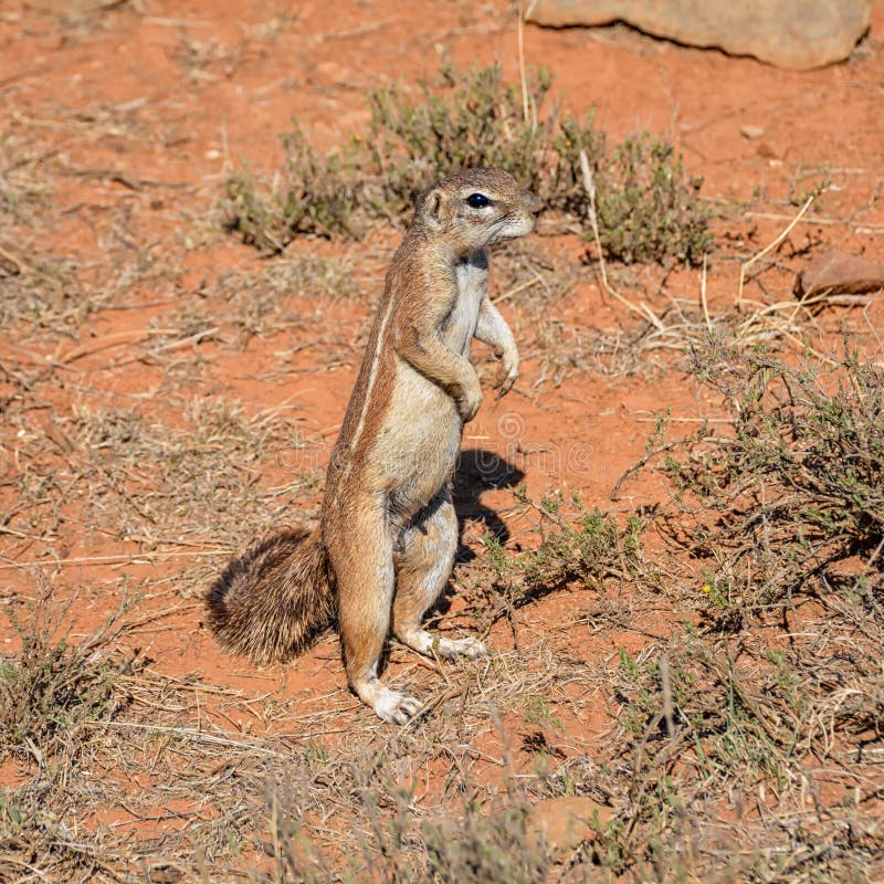 African Ground Squirrel stock image. Image of brown - 108710909