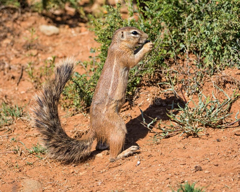 African Ground Squirrel stock image. Image of mammal - 108738617
