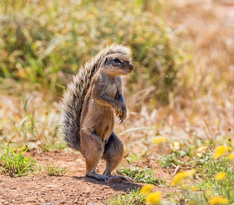 African Ground Squirrel stock image. Image of africa - 108738963
