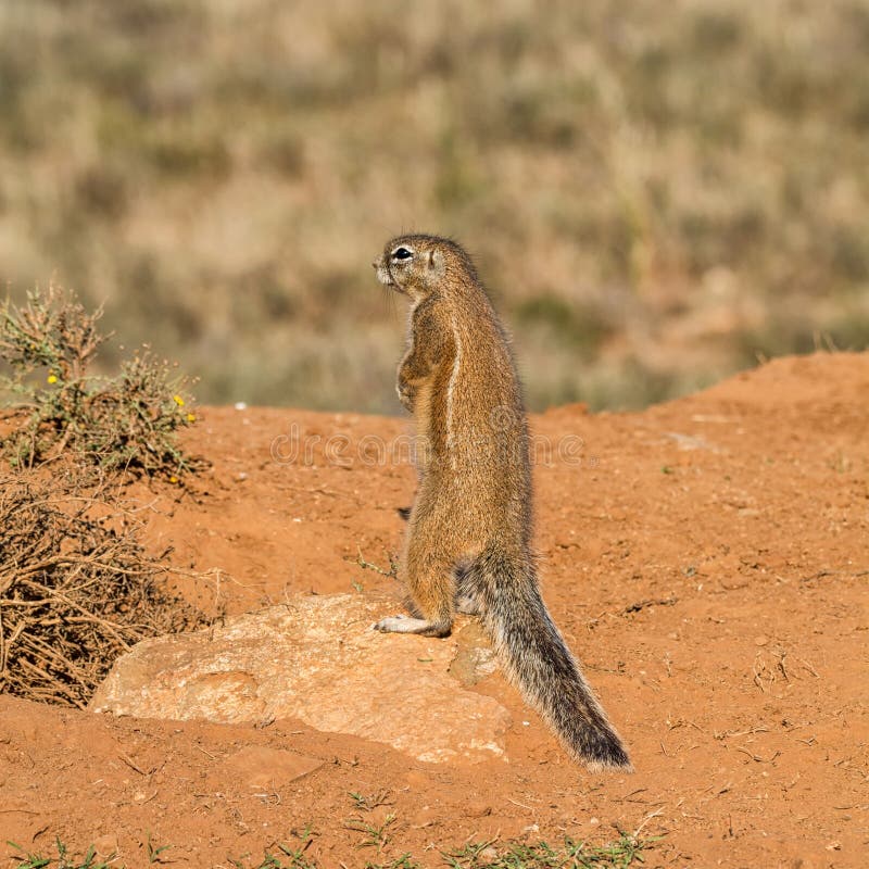 African Ground Squirrel stock photo. Image of close - 108739022