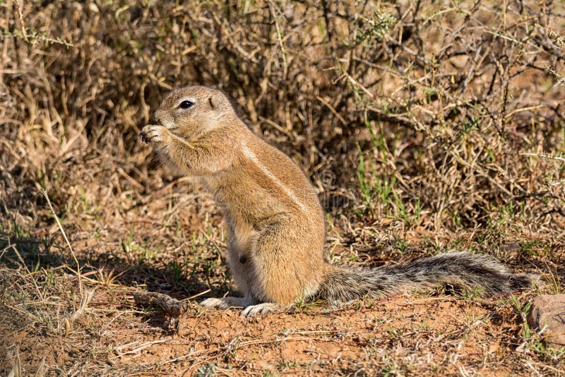 African Ground Squirrel stock photo. Image of sciurinae - 108739248