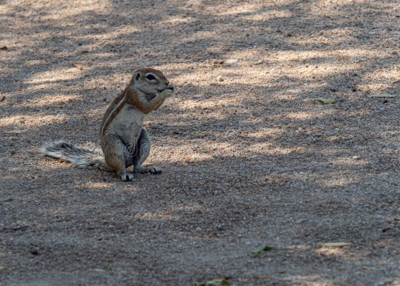African Ground Squirrel Standing on His Hind Legs Stock Photo - Image ...