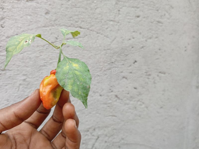 African Hand Holding Single Pepper on Its Stalk Stock Photo - Image of ...