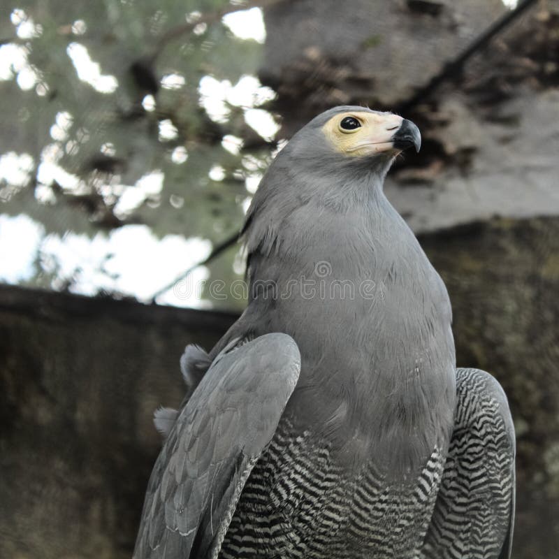 African Harrier Hawk stock photo. Image of bird, harrier - 116326620