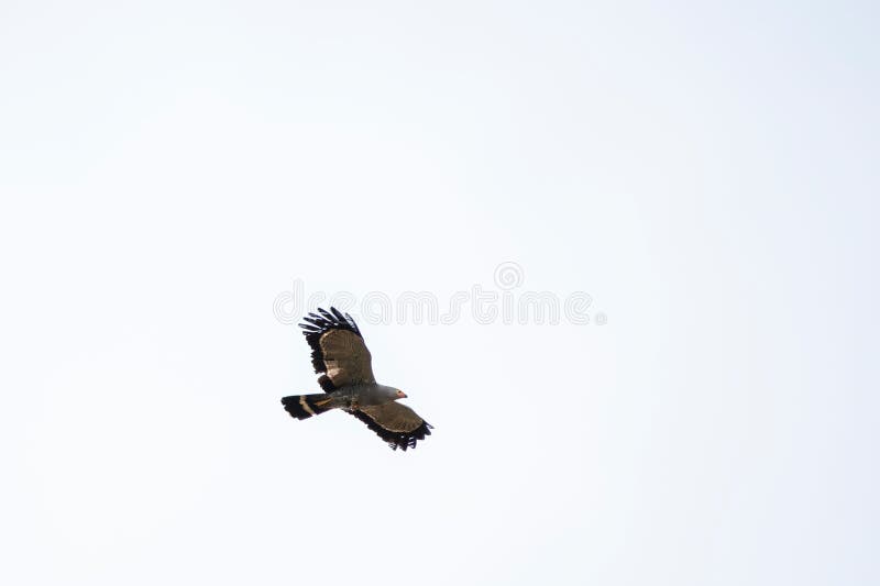 African Harrier Hawk Flying in the Foggy Light Sky, Close-up Stock ...