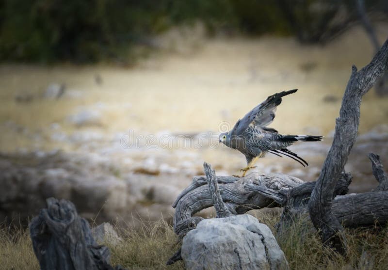 African Harrier Hawk on Log Stock Photo - Image of hawk, logs: 121556924