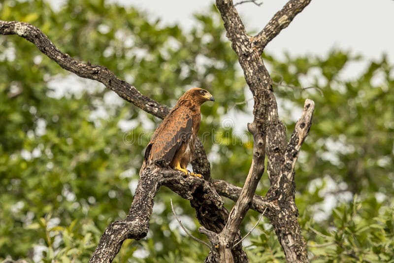African Hawk Eagle Botswana Stock Photo - Image of captured, eagle ...