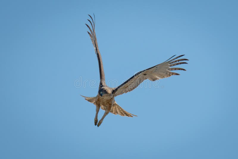 African Hawk-eagle Flies through Perfect Blue Sky Stock Image - Image ...