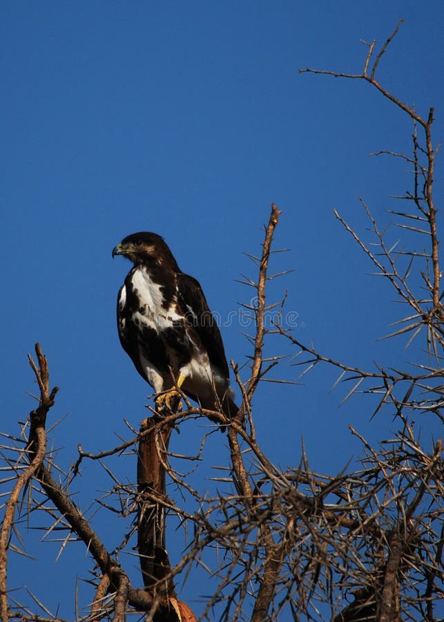 African Hawk Eagle stock image. Image of wildlife, nature - 58451137