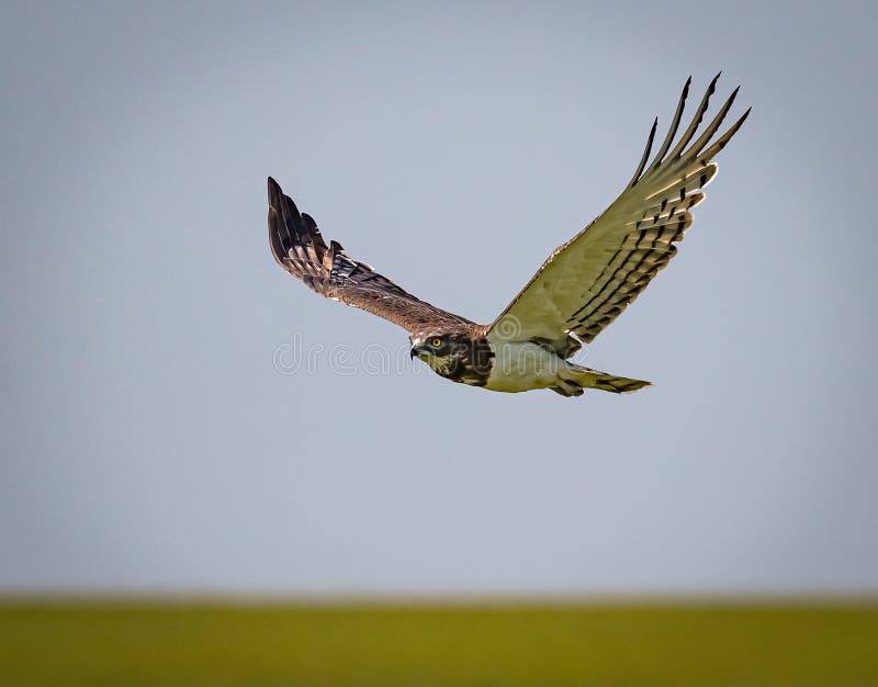 African Hawk Eagle Takes Flight with Wings Held High Stock Photo ...