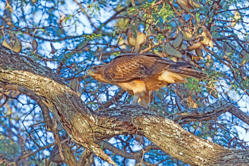 African Hawk Eagle in a Tree Stock Image - Image of scenic, natural ...