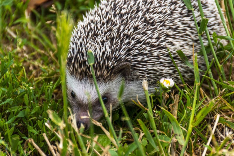 851 Hedgehog Natural Environment Photos - Free & Royalty-Free Stock ...