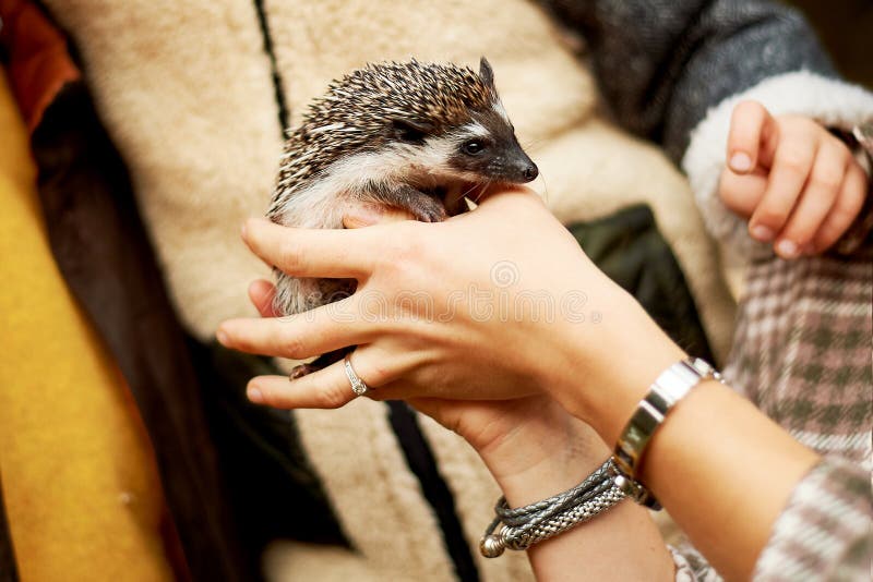 African Hedgehog in the Hands of People. and Pets Stock Photo - Image ...