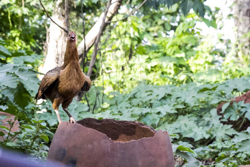 An African Hen Standing Vigilantly Stock Image - Image of live, care ...