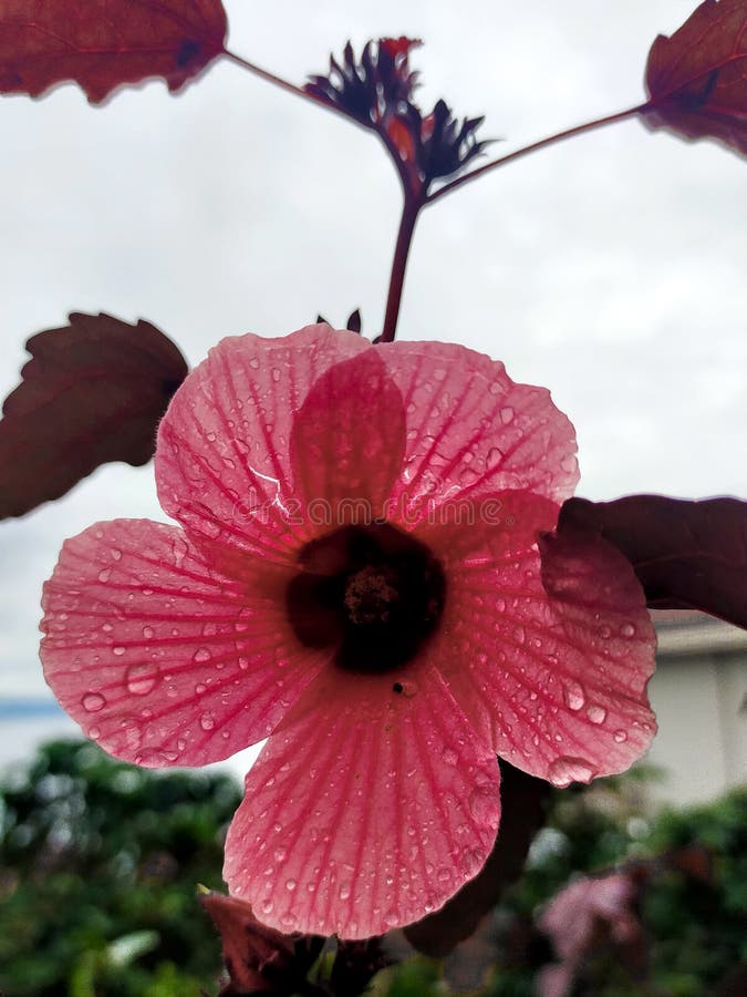 African Hibiscus Rosemallow Stock Image - Image of bloom, african ...
