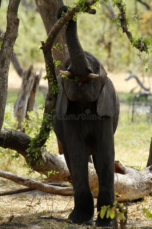 African High Light stock image. Image of africa, encounter - 42639485