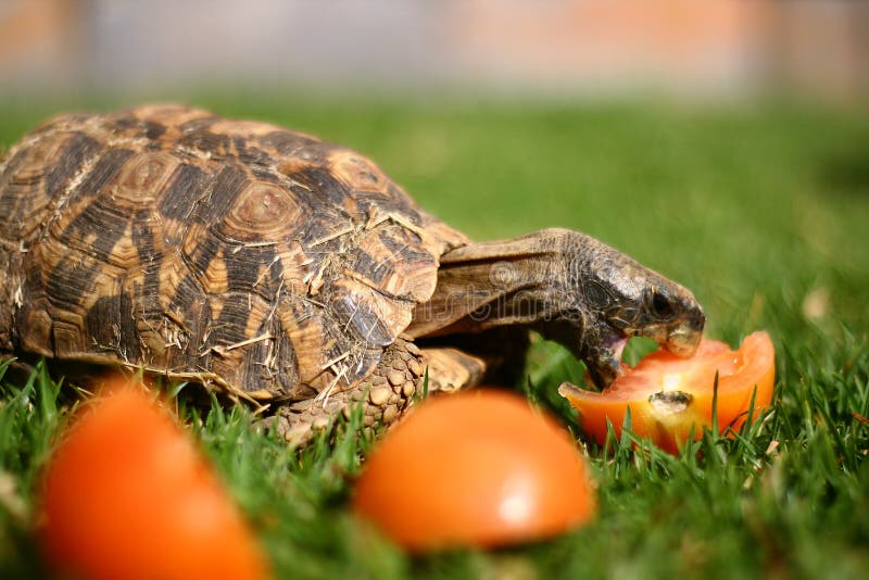 African Hingeback Tortoise stock image. Image of nature - 15554567