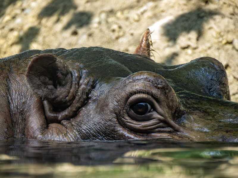 African Hippo Close Up Portrait Stock Photo - Image of head, uganda ...