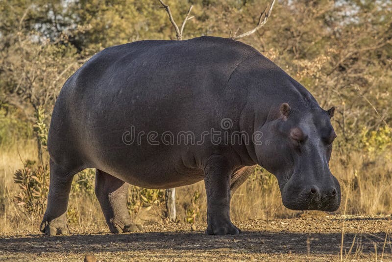 African hippo stock image. Image of african, closeup - 41498863