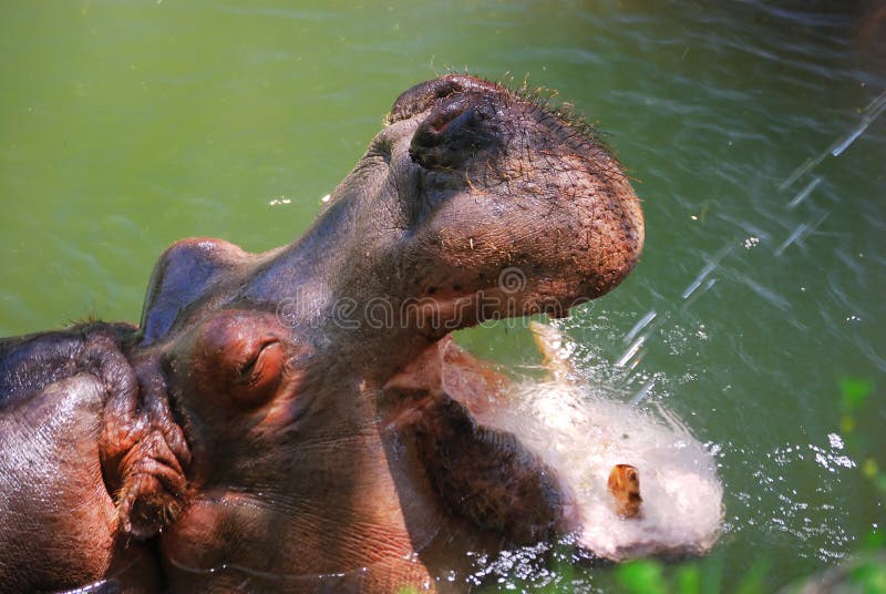 African Hippopotamus Drinking Fresh Water Stock Image - Image of open ...