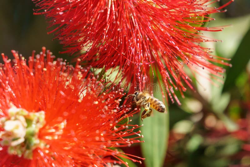 African Honeybee & X28;Apis Mellifera Scutellata& X29; on Bottlebrush ...