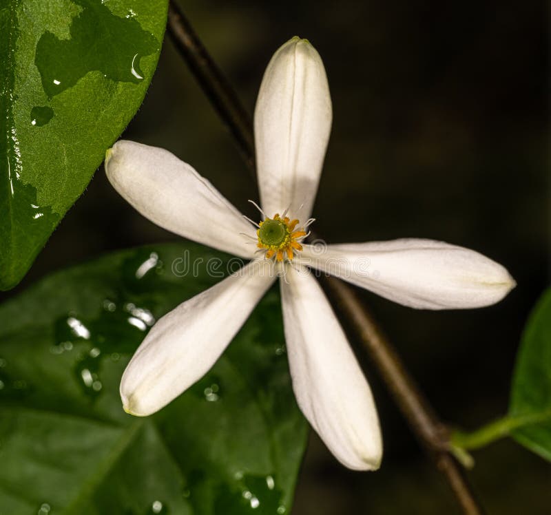 Turraea Flower Stock Photos - Free & Royalty-Free Stock Photos from ...