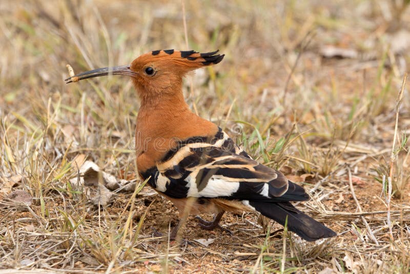 African Hoopoe 2 stock image. Image of upupa, foraging - 90562913