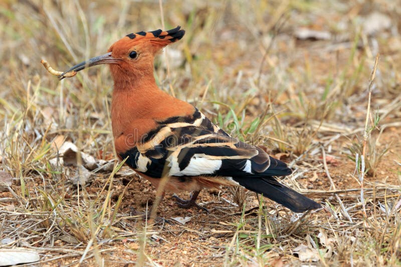 African Hoopoe 2 stock image. Image of upupa, foraging - 90562913