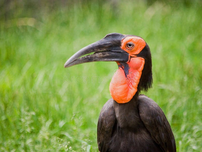 African Hornbill stock photo. Image of ground, exotic, animal - 653764