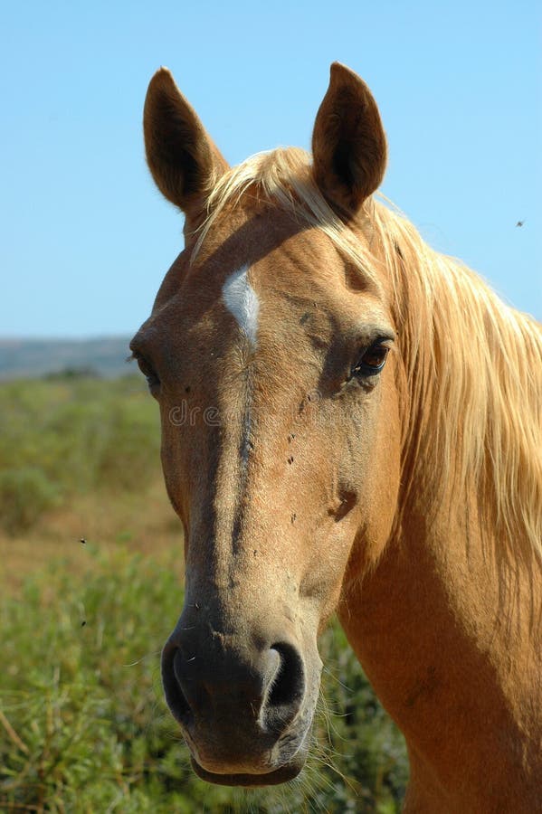 260+ African horse Free Stock Photos - StockFreeImages