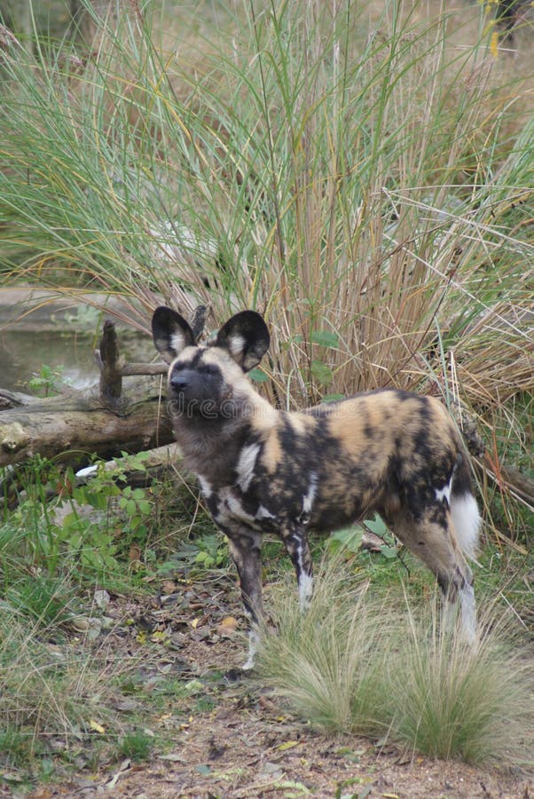African Hunting Dog - Lycaon Pictus Stock Photo - Image of nature ...