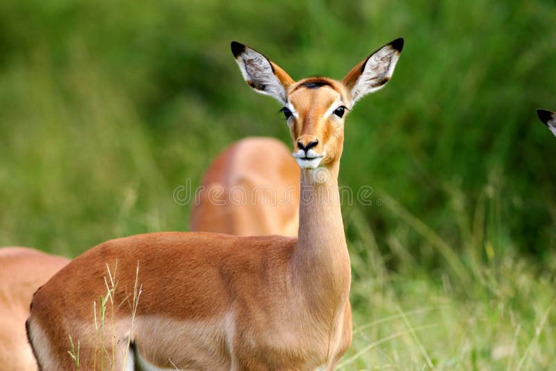 African Impala stock image. Image of animal, wild, nature - 4275291