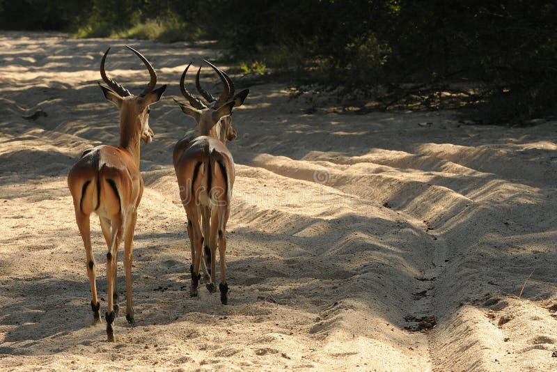African Impala stock image. Image of sand, outdoors, view - 8611929