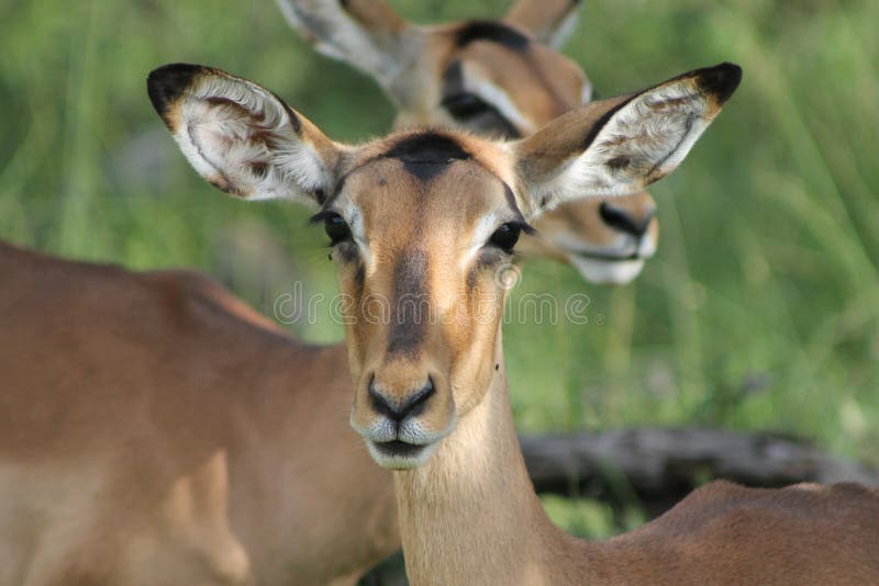 African Impala stock image. Image of spiral, beauty, grazing - 89798129