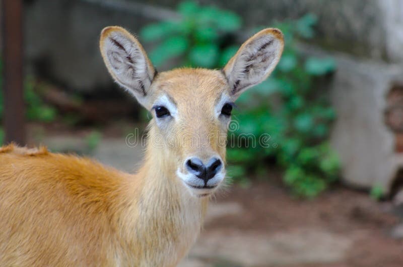 African Impala in the Bush. African Wild Animals Stock Photo - Image of ...