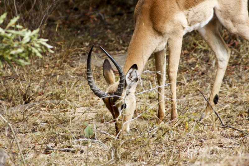 Impala eating stock photo. Image of grass, animal, wild - 41004512