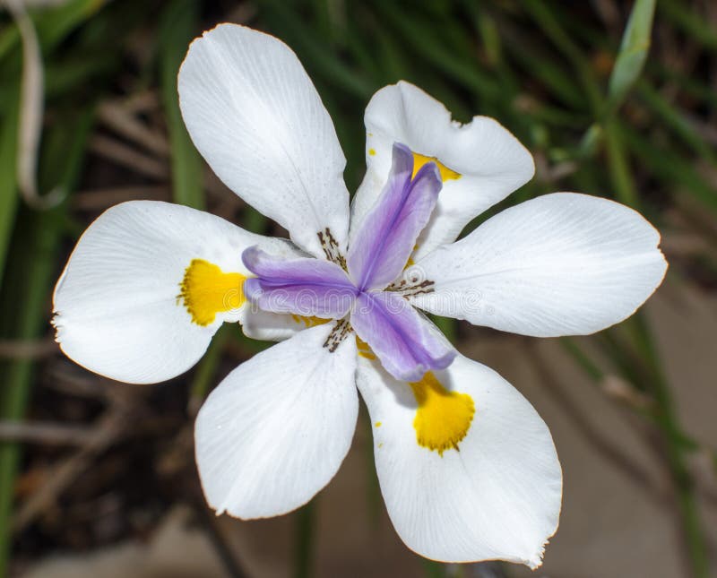 African Iris stock photo. Image of south, beauty, purple - 99762392