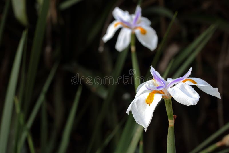 African Iris Flowers Flowering in a Garden in Spring Stock Image ...