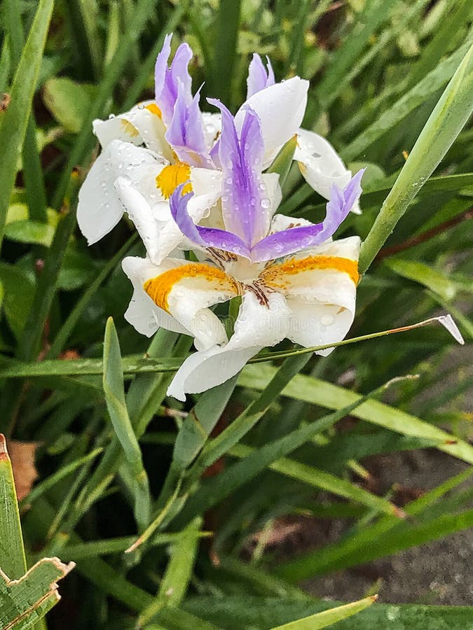 An African Iris Covered In Raindrops Stock Image - Image of looking ...