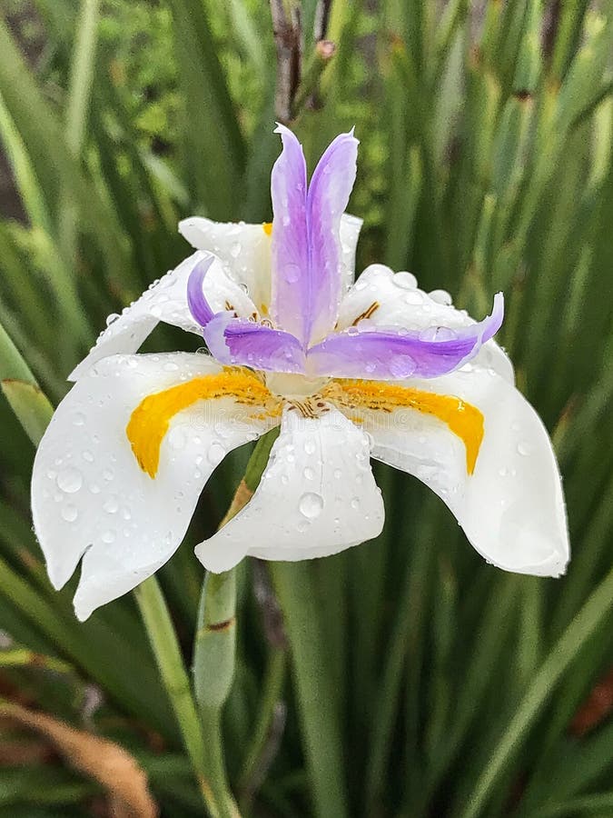 African Iris or Morea Iris Background Stock Photo - Image of freshness ...