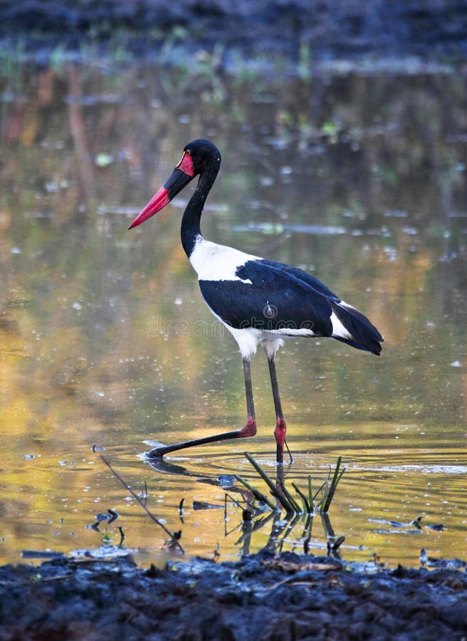 African jabiru stock image. Image of jabiru, pound, walk - 25877961