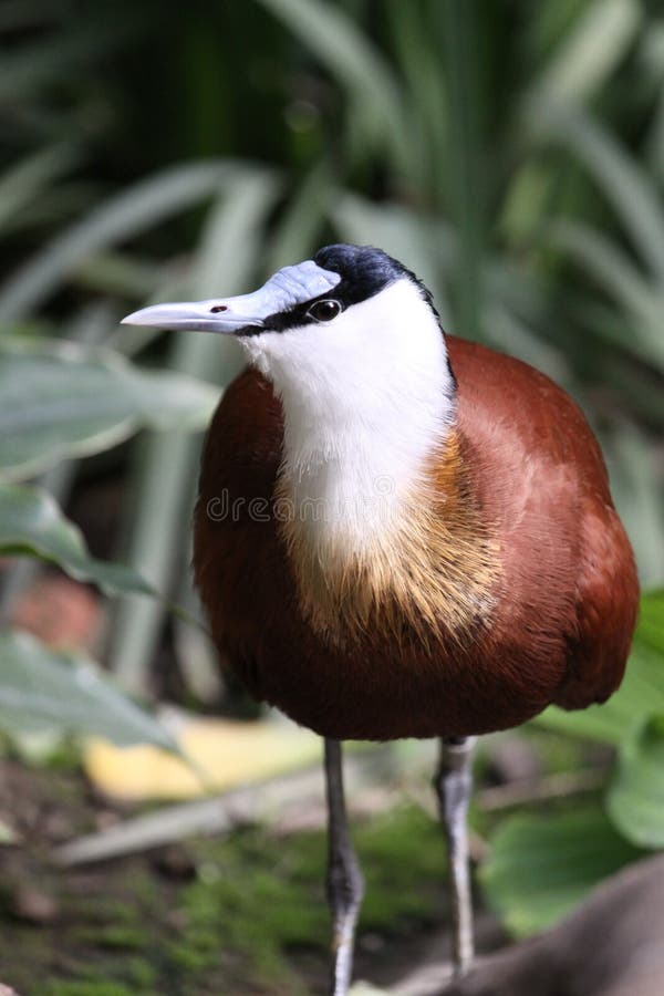 8+ African jacana Free Stock Photos - StockFreeImages