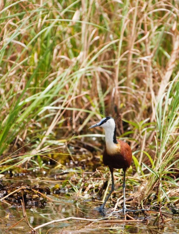 African jacana stock image. Image of outdoors, grass - 12608589