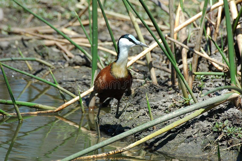 African Jacana Actophilornis Africanus Stock Image - Image of europe ...
