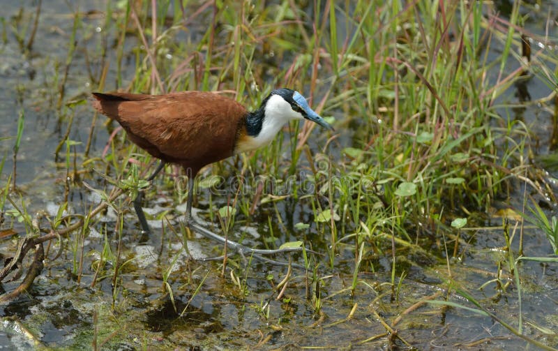 African Jacana stock image. Image of brown, african, animal - 26760007